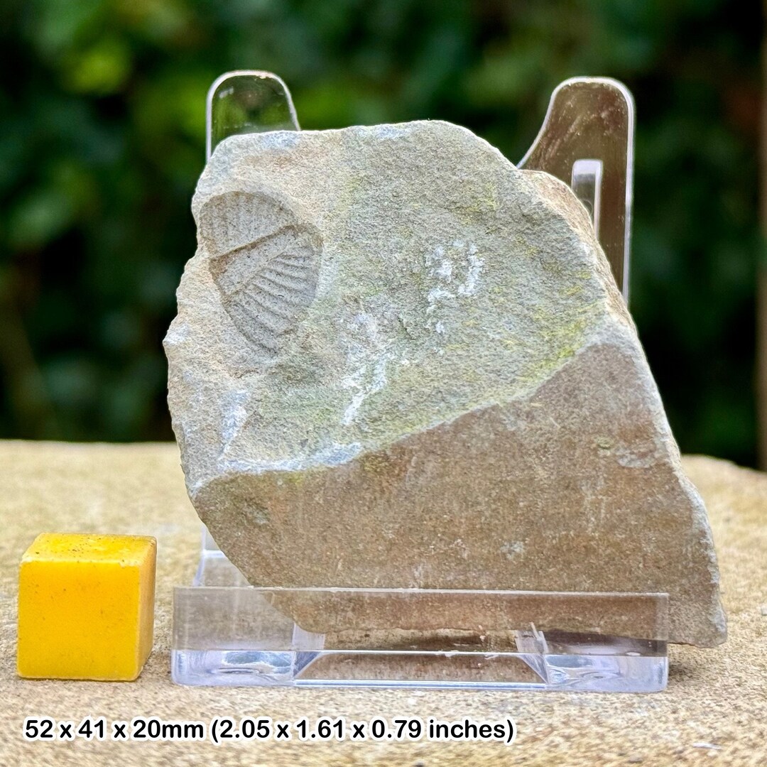 Rare British Trilobite ogyginus Fossil Partial Impression Ordovician ...
