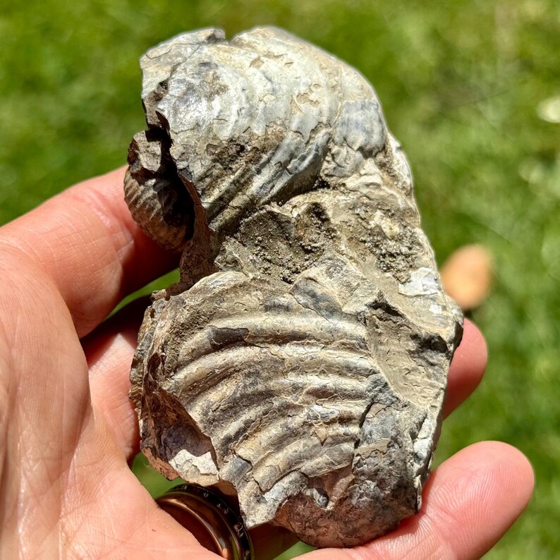 Very Rare Fossil Heteromorph Ammonite Scaphites Nodosus – Fox Hills ...