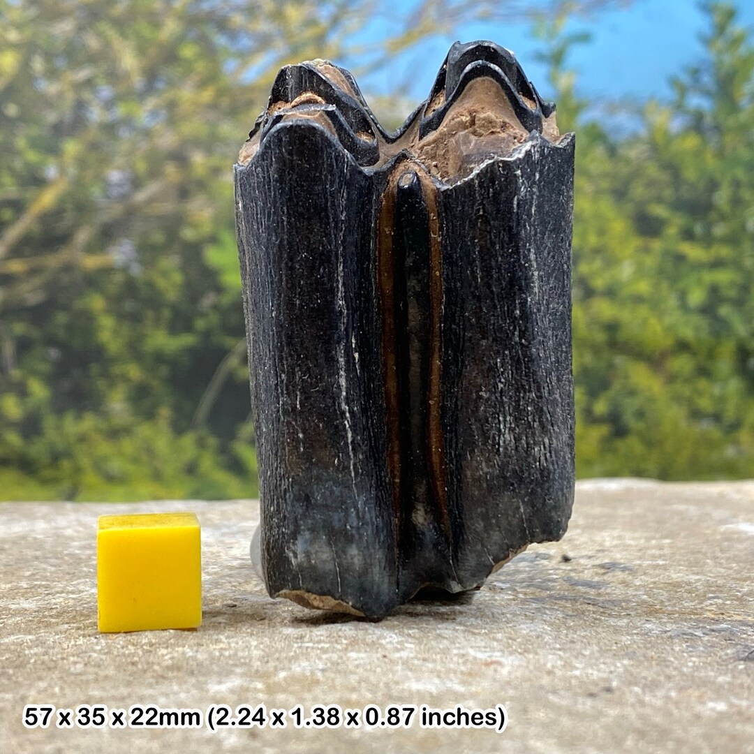 Fossil Bison Tooth, Stone Age, Pleistocene Uk, Authentic - Etsy