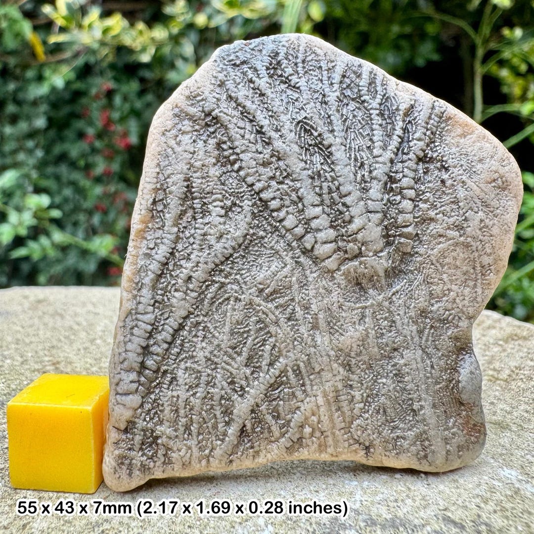 Pentacrinites Crinoid Head Lily Stems Fossil Slab Jurassic, Black Ven ...