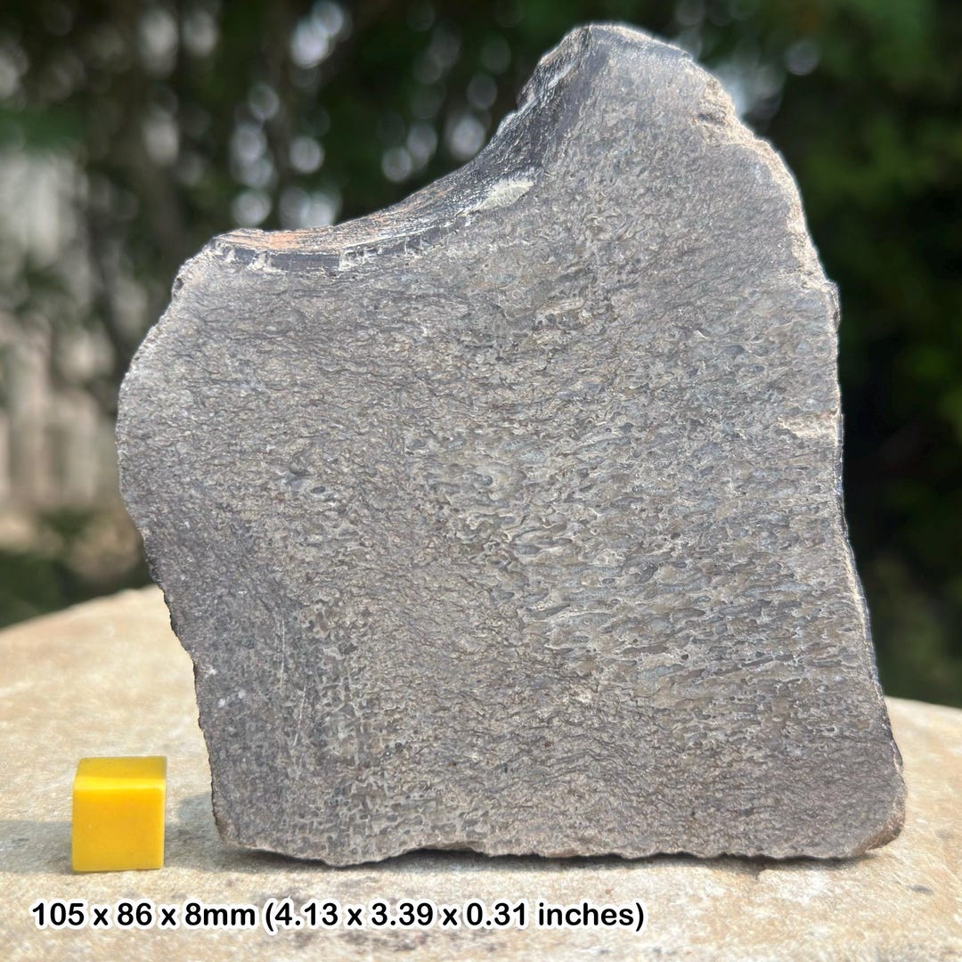 Atlasaurus Dinosaur Bone Slice – Middle Jurassic Sauropod Fossil ...