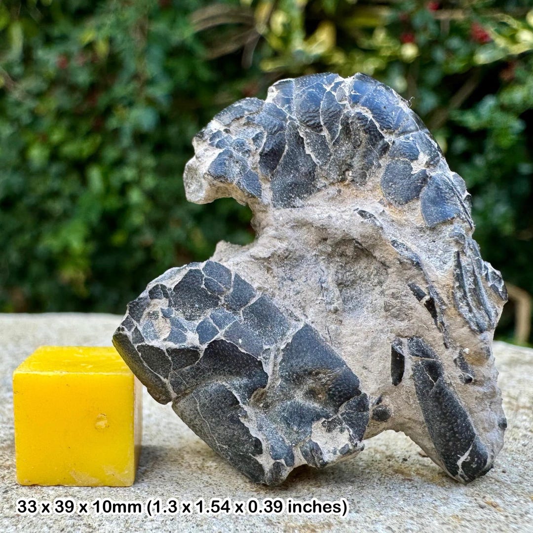 Hoploparia Longimana Fossil Lobster - Cretaceous Era, Kent | Genuine ...
