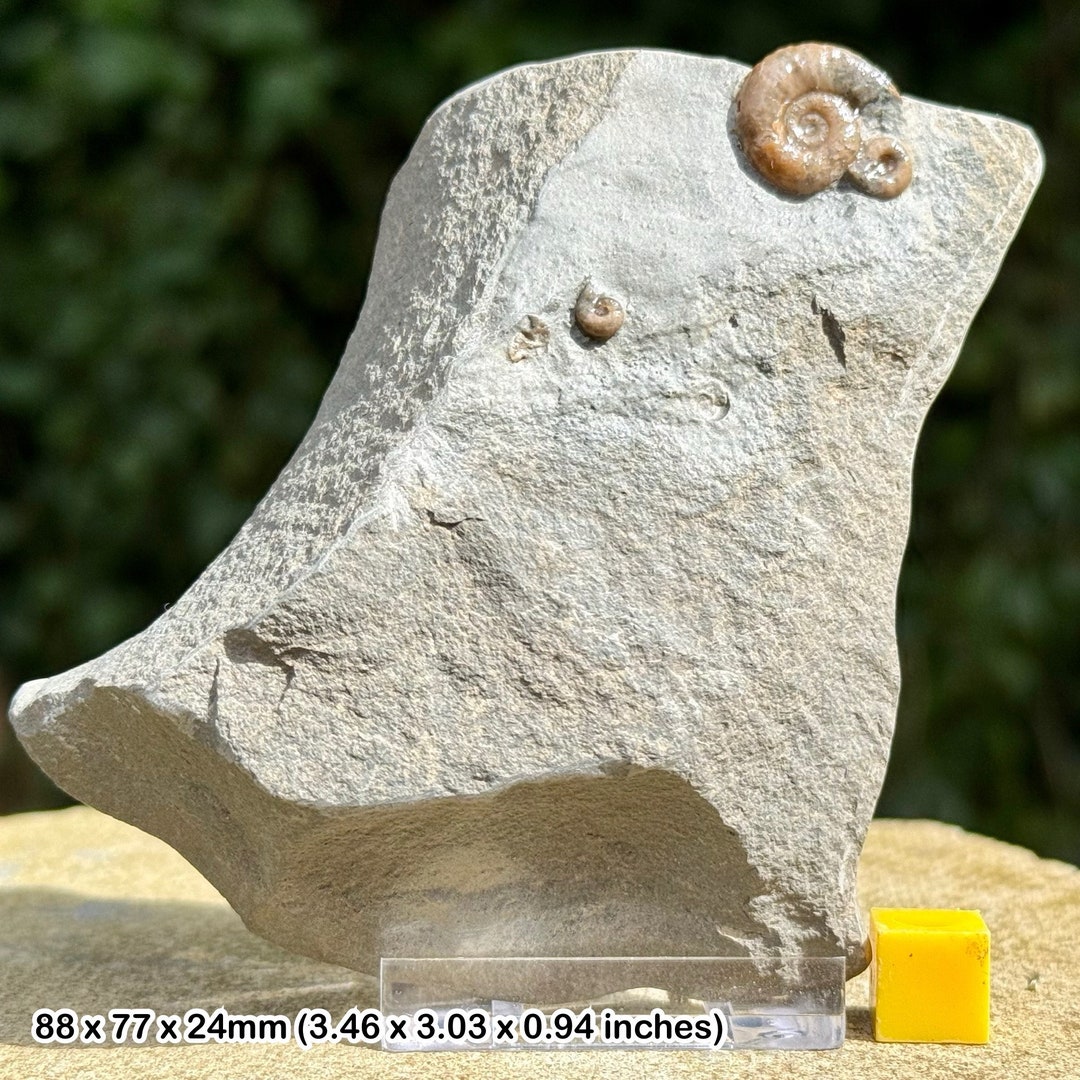 Genuine Microderoceras Ammonite Fossil With Stand Jurassic Coast, Uk ...
