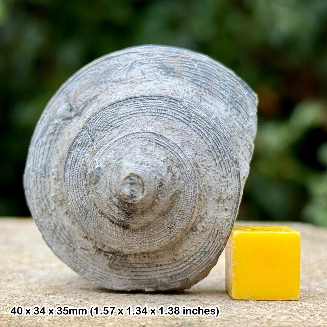 Rare Bathrotomaria Reticulata Fossil Gastropod – Kimmeridge Clay ...