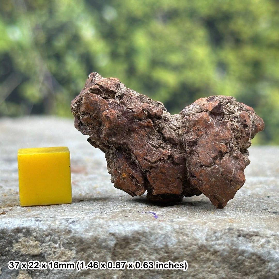 Fossil Turtle Coprolite - Eocene - Madagascar - Genuine Fossil With Coa ...