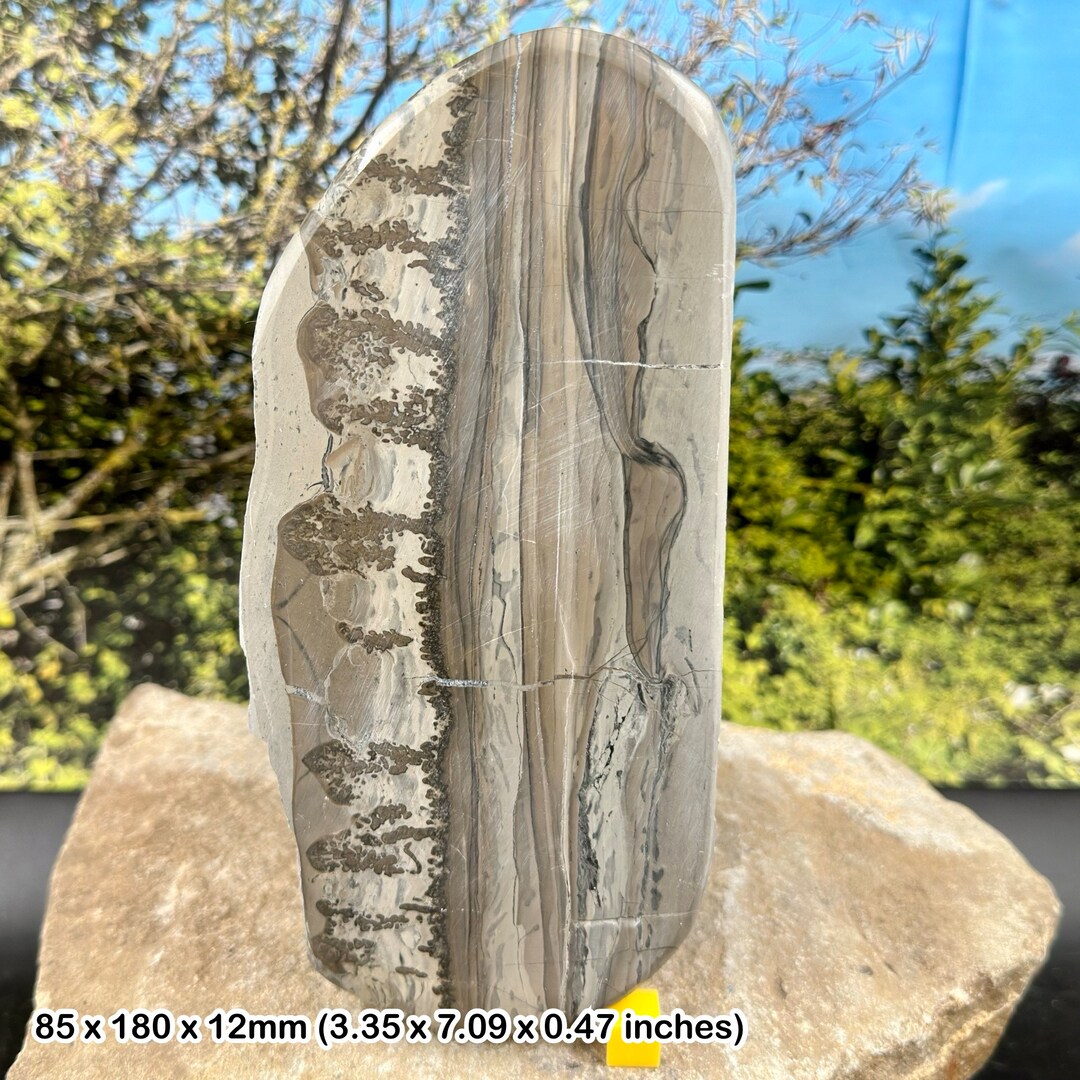 Stromatolite Algae Fossil Section Triassic Uk Genuine Specimen ...