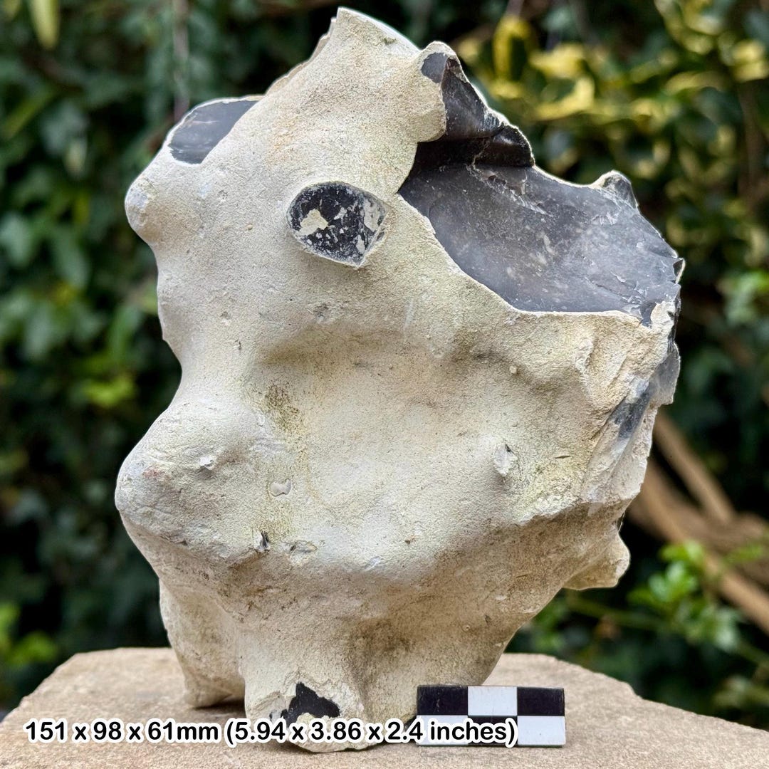 Spiky Flint Crystal – Cretaceous Grey Chalk, Branscombe Dorset Uk ...