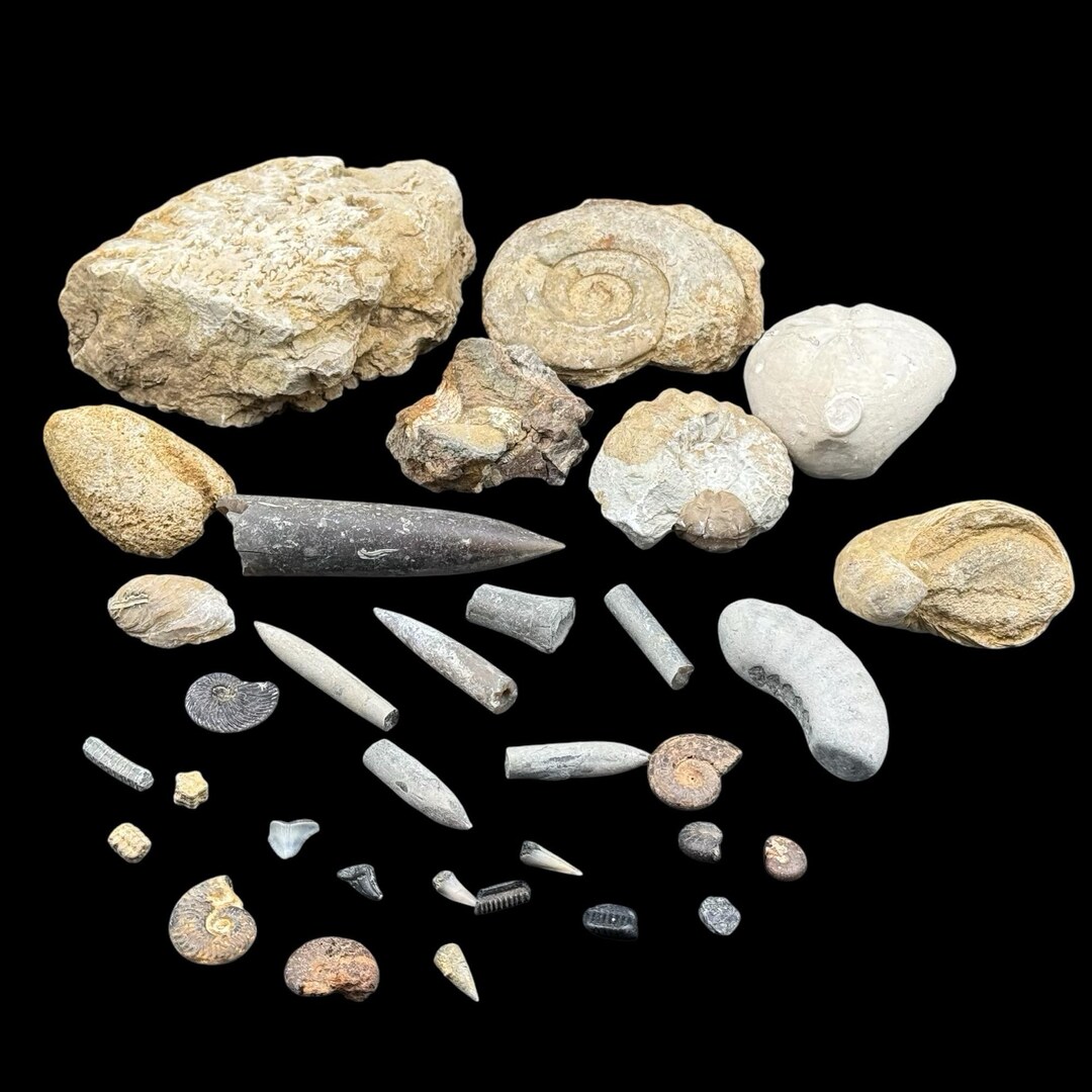 1kg British Jurassic Fossil Mix – 33 X Genuine Fossils From Dorset ...