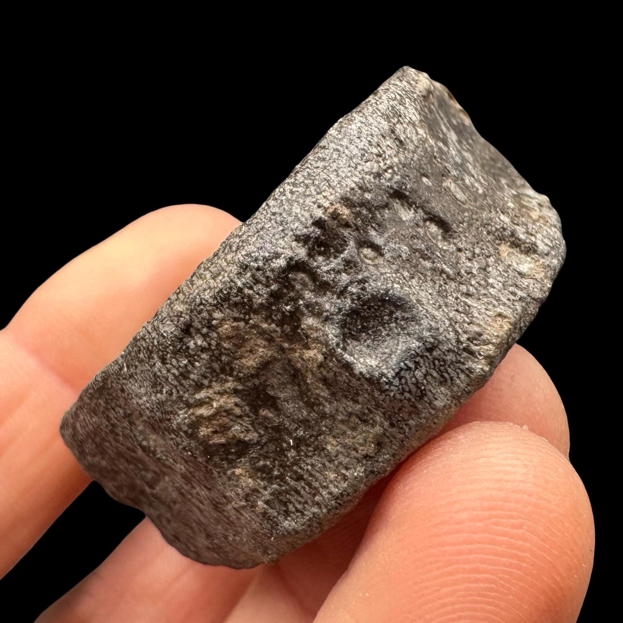 Ichthyosaur Fossil Vertebra Jurassic Marine Reptile Bone Lyme Regis ...