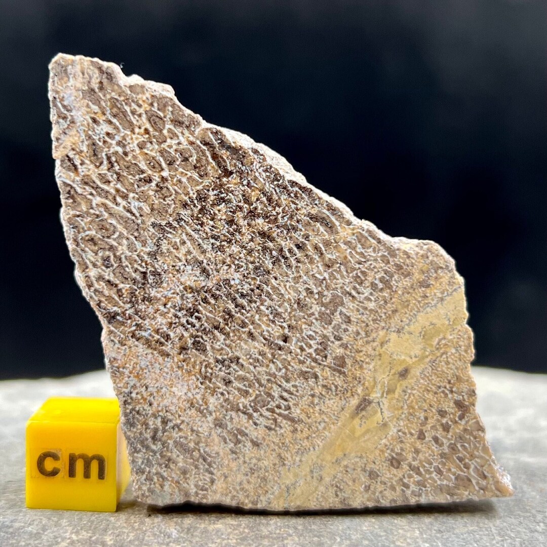 Atlasaurus Sauropod Dinosaur Slice Genuine Specimen - Etsy