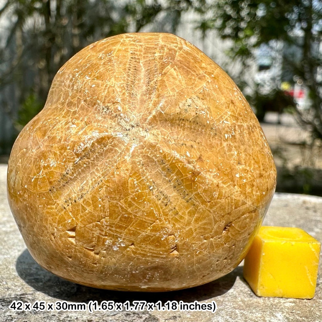 Micraster Fossil Echinoid From Madagascar, Genuine Specimen, Cretaceous ...