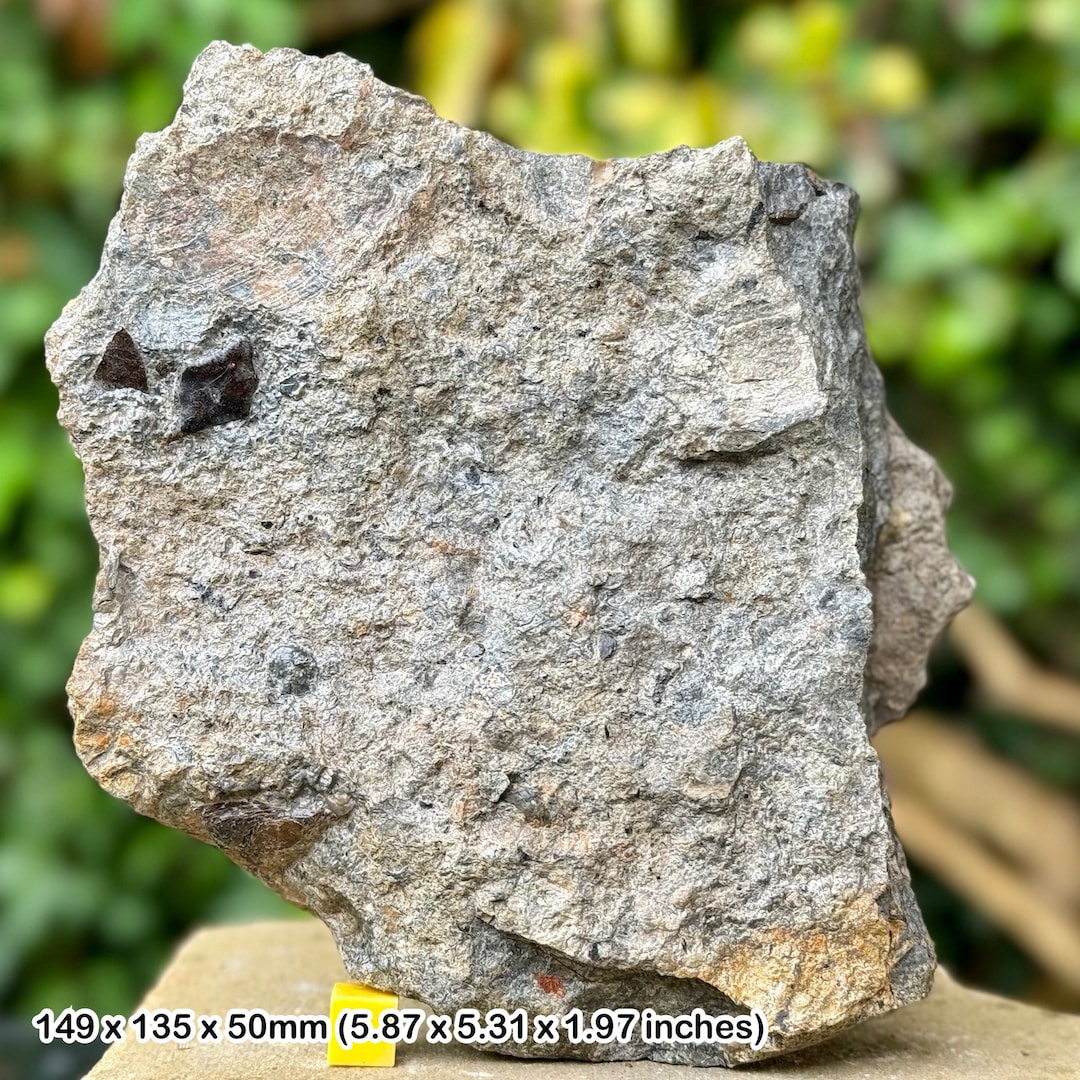 Rare Fossil Fish Scale - Durlston Formation, Cretaceous: Swanage ...