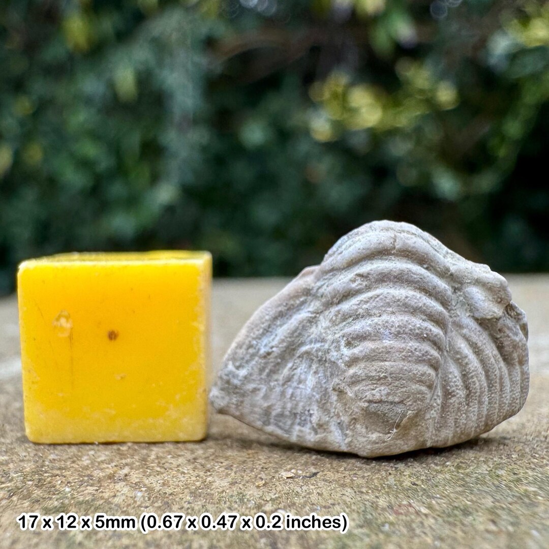 Rare: Calymene Blumenbachi Trilobite Fossil (dudley Bug) Tail ...