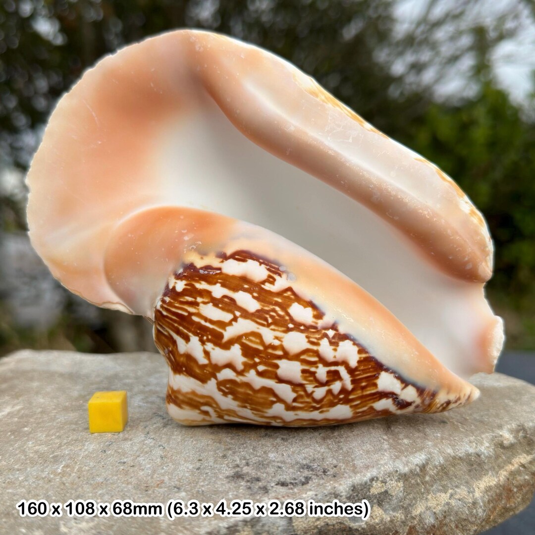 Certified Milk Conch Seashell Genuine Shell for Crafts & Fish Tanks - Etsy