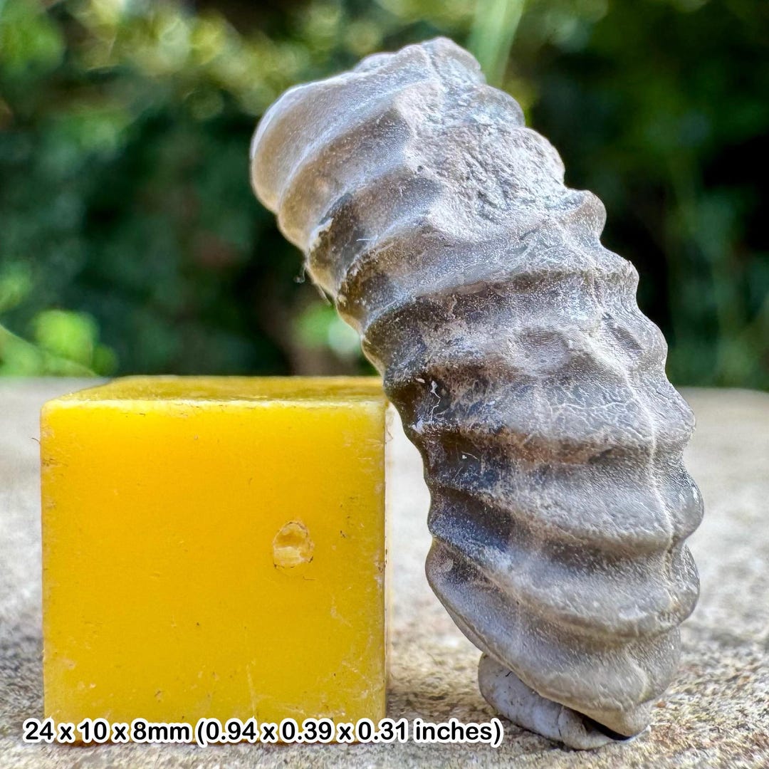 Rare Heteromorph Ammonite Fossil - Hamites Intermedius, Gault Clay ...