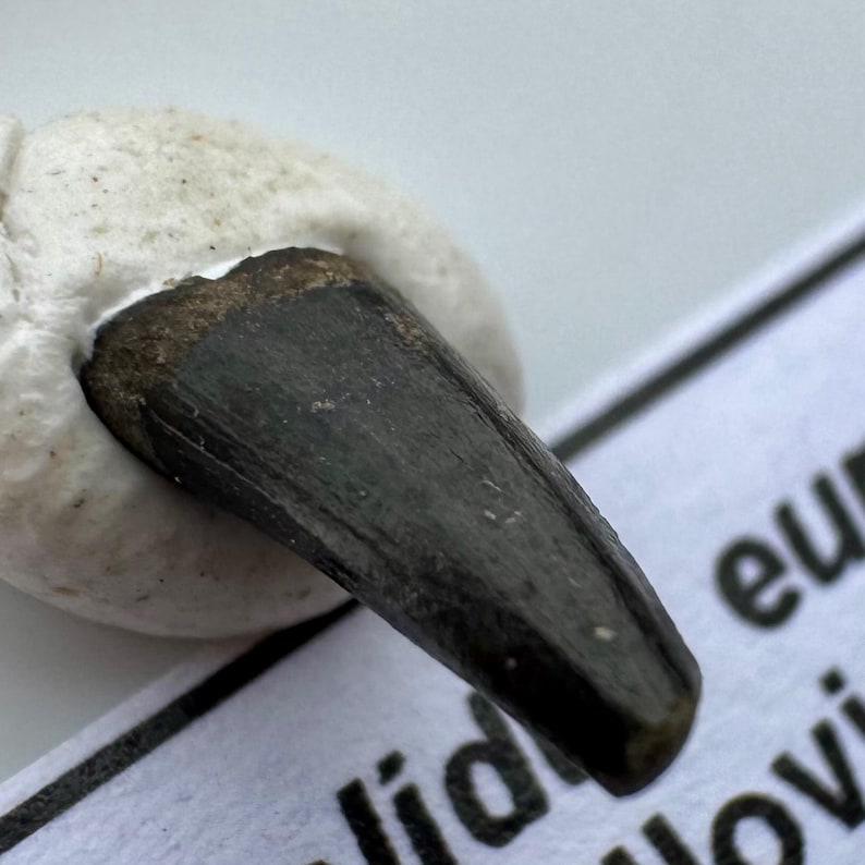 Rare Plesiosaur Tooth Fossil (cryptoclidus Eurymerus), Jurassic Era ...