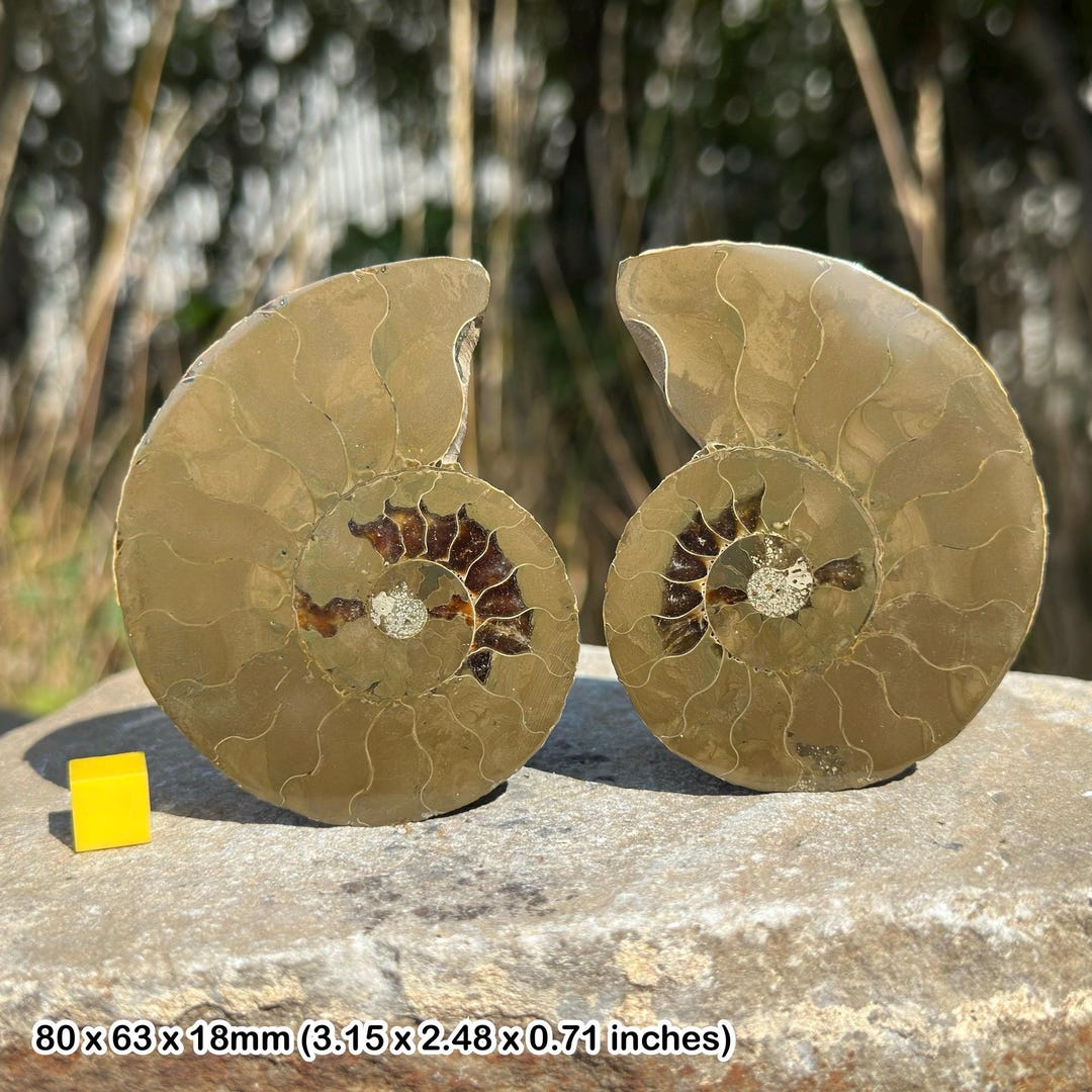 Cut & Polished Fossil Ammonites Matching Pair - Marine Fossils ...