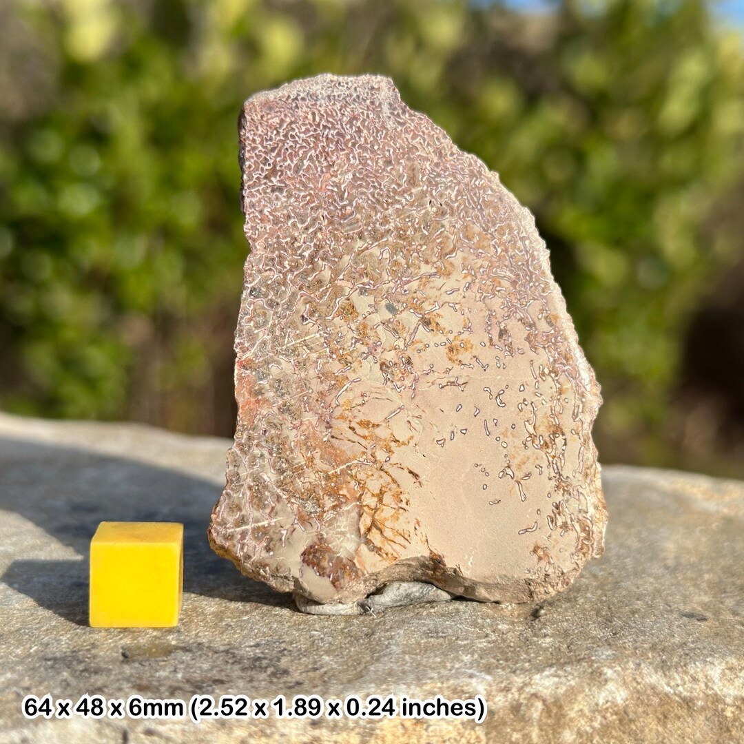 Atlasaurus Sauropod Dinosaur Slice Genuine Specimen Jurassic Morocco ...