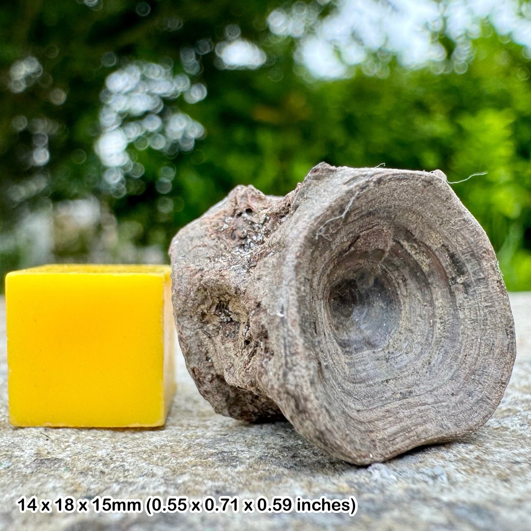 Fossil Bony Fish Vertebrae Eocene London Clay, Bawdsey, Suffolk ...