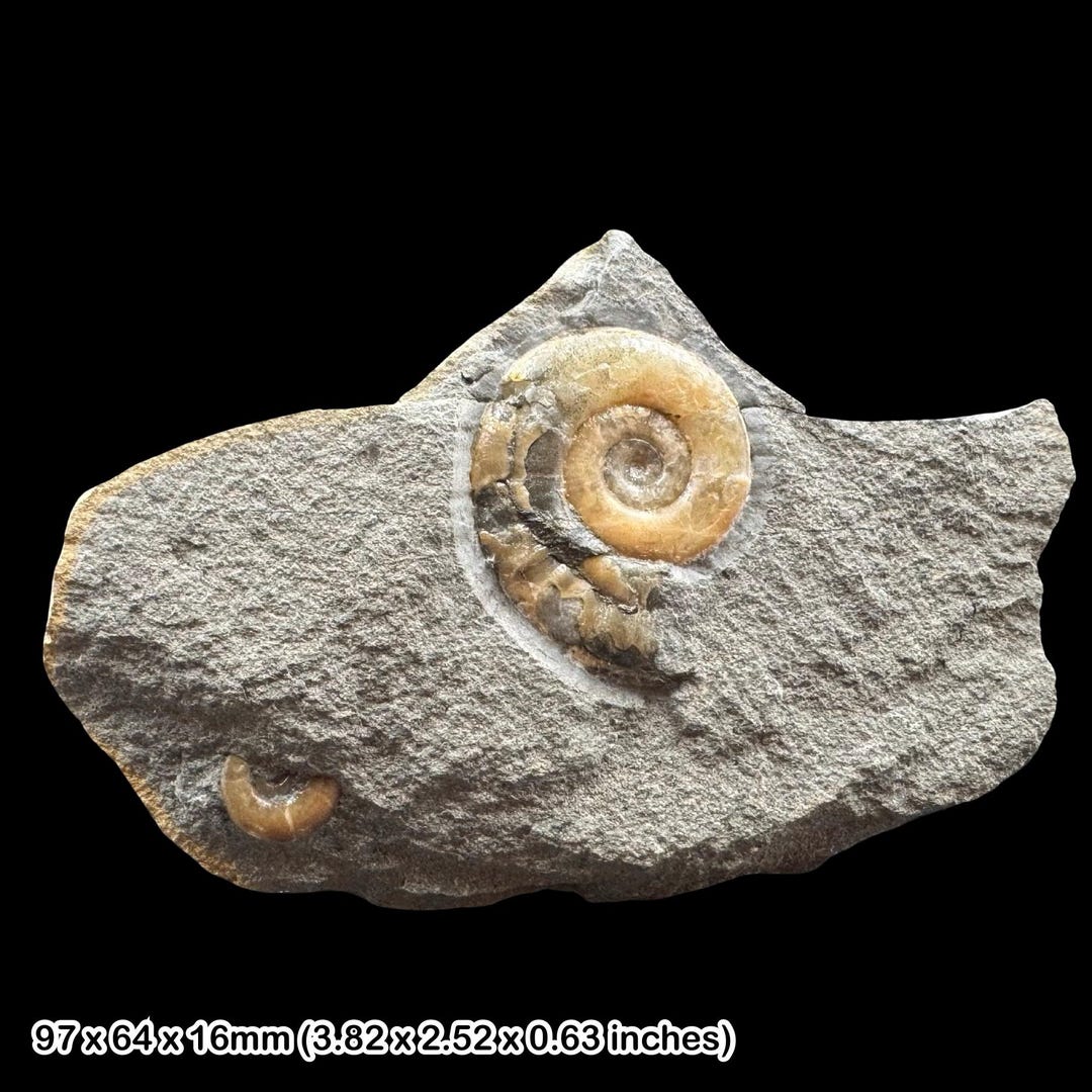 Neophyllites Fossil Calcite Ammonite Jurassic Lyme Regis Dorset Black ...