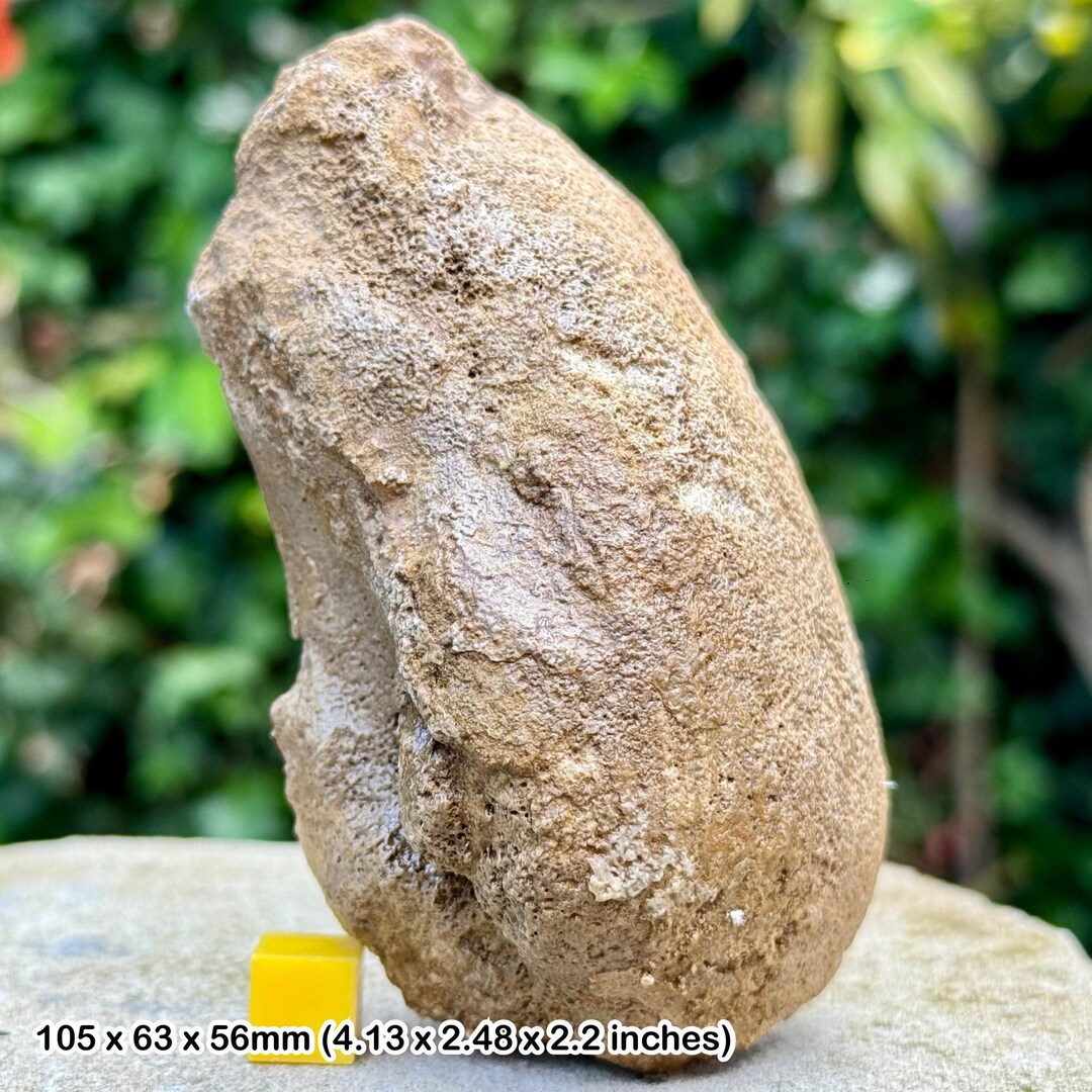 Large Fossil Bivalve - Jurassic Beacon Limestone, Ilminster, Somerset ...