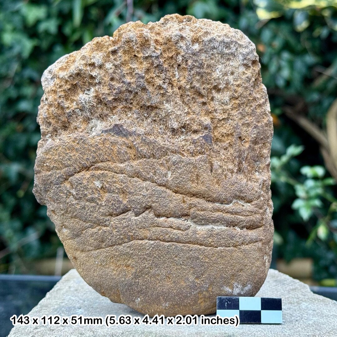 Rare Plesiosaur Femur Bone Fossil – Kimmeridge Clay, Jurassic, Weymouth ...