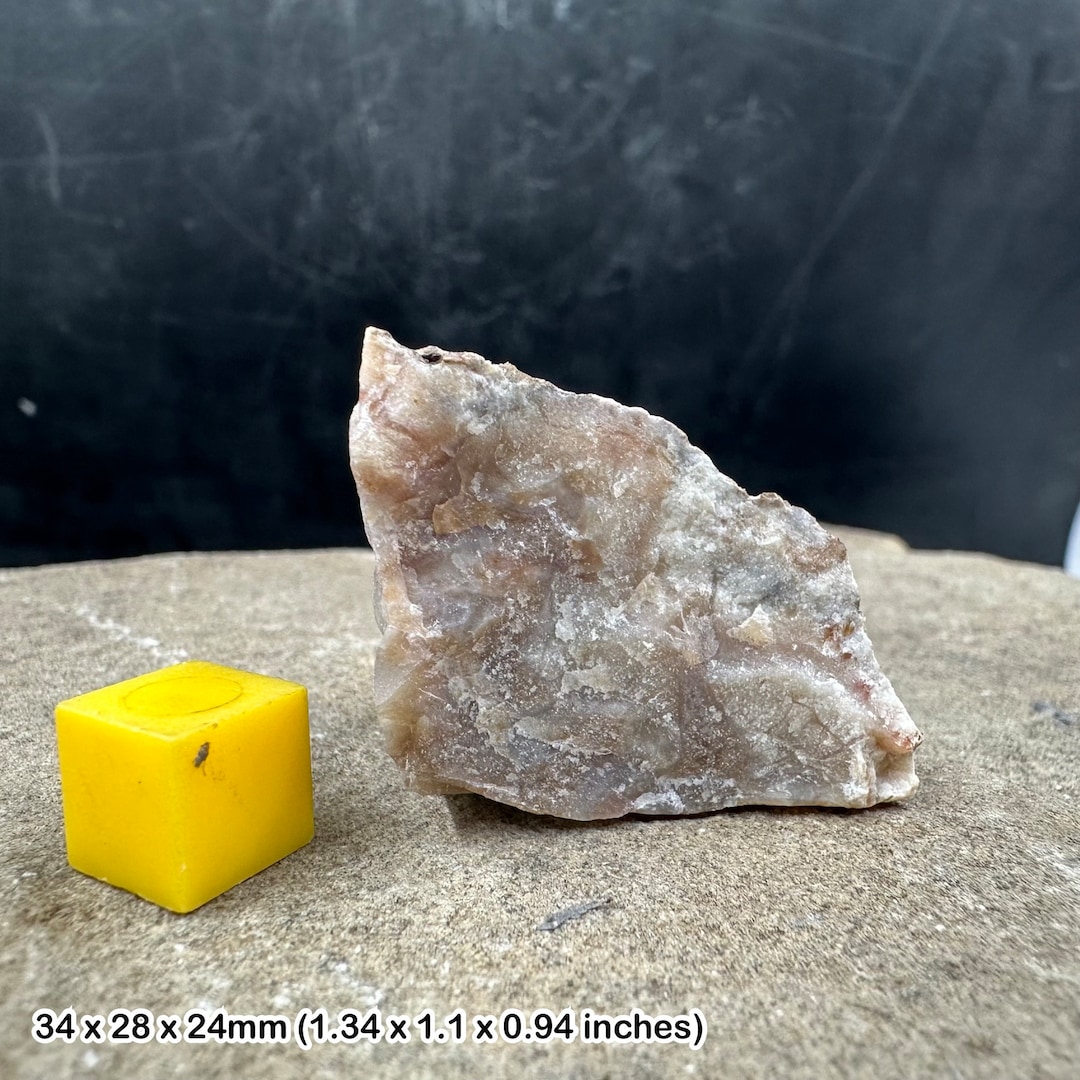 Coprolite de dinosaure fossile caca fossilisé authentique objet de ...