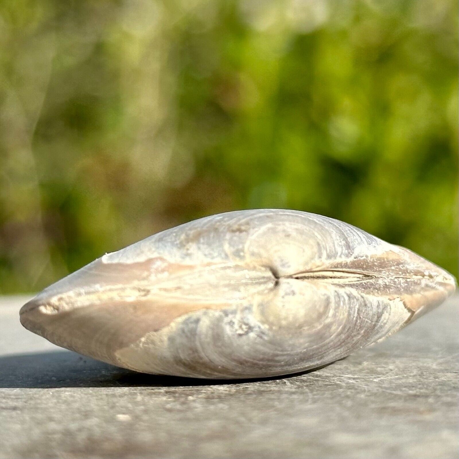 Fossil Bivalve Shell Pliocene Indonesia Fse269 100% Genuine Uk - Etsy