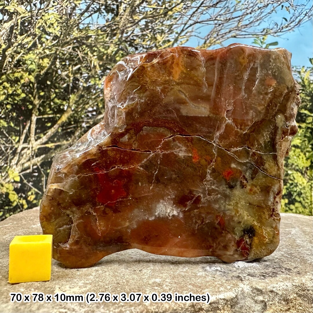 Dinosaur Coprolite Sectioned and Polished Slicefossil Poo, Poop ...