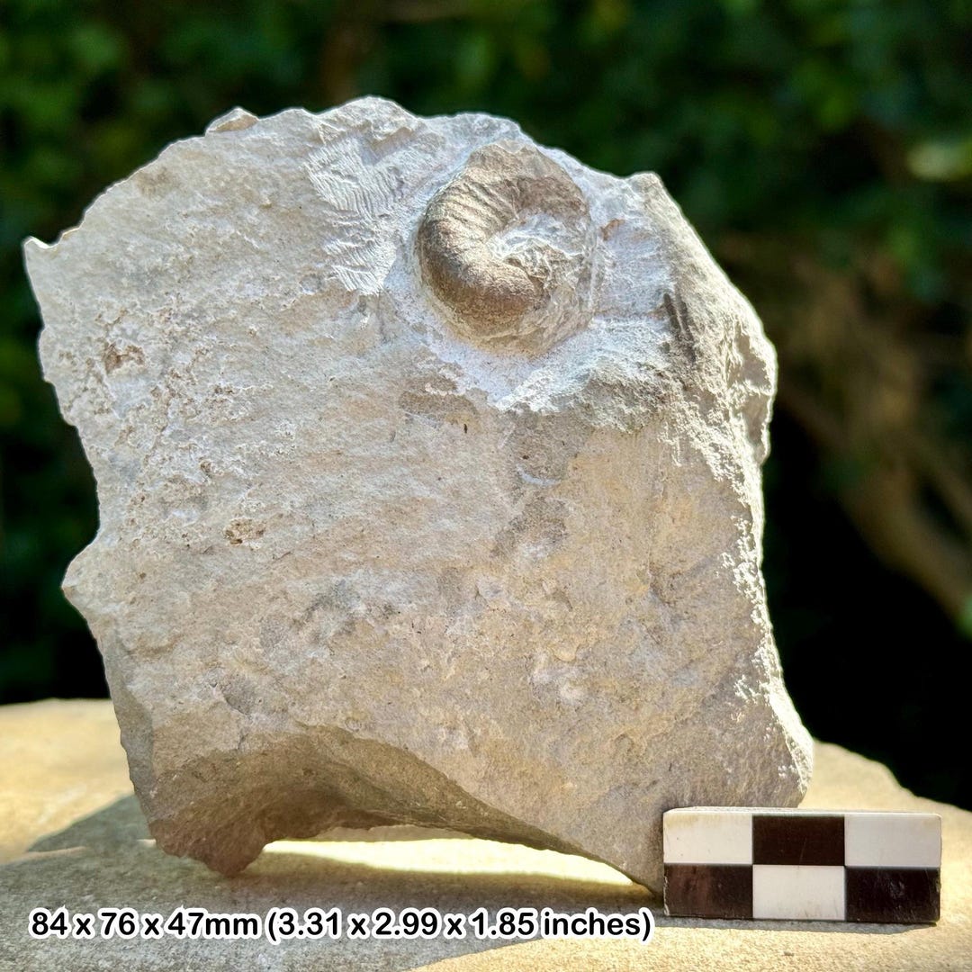 Rare Fossil Heteromorph Ammonite Scaphites Equalis – Lower Cenomanian ...