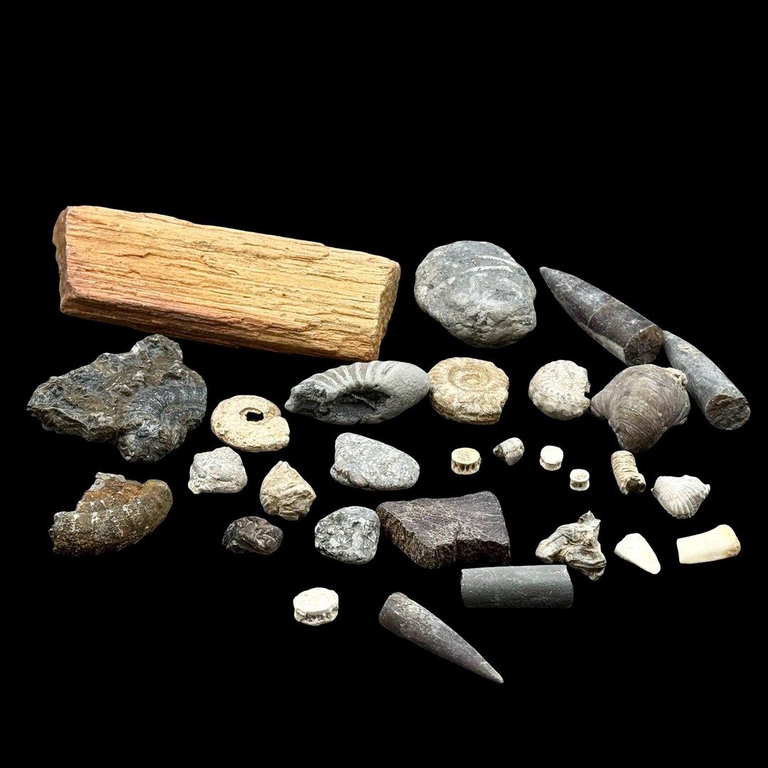 British Jurassic Fossil Mix 1kg 29 X Specimens Dorset Somerset Uk ...