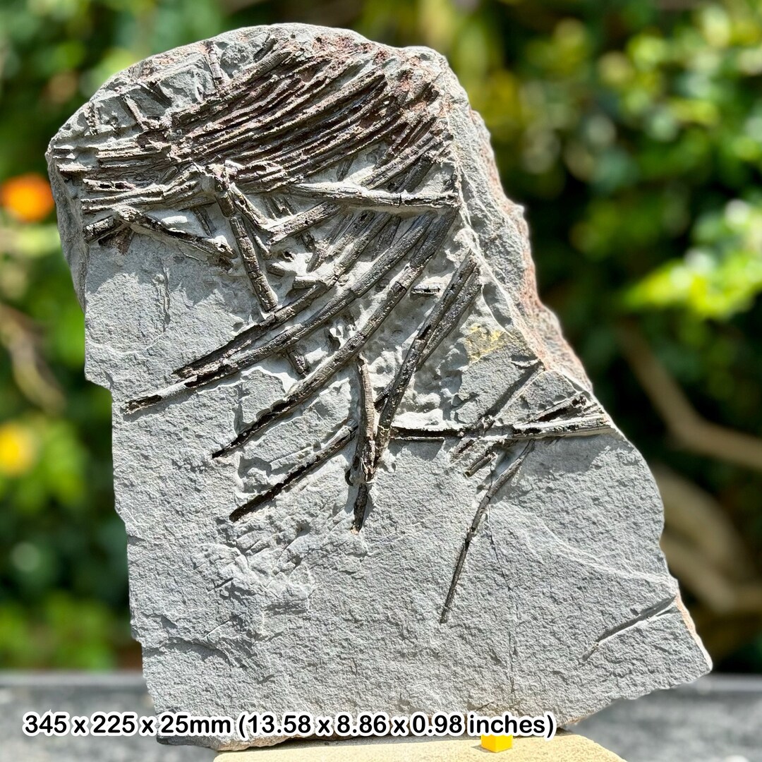 Authentic Ichthyosaur Rib Fossil Slab Lower Lias Jurassic Hinkey Point ...