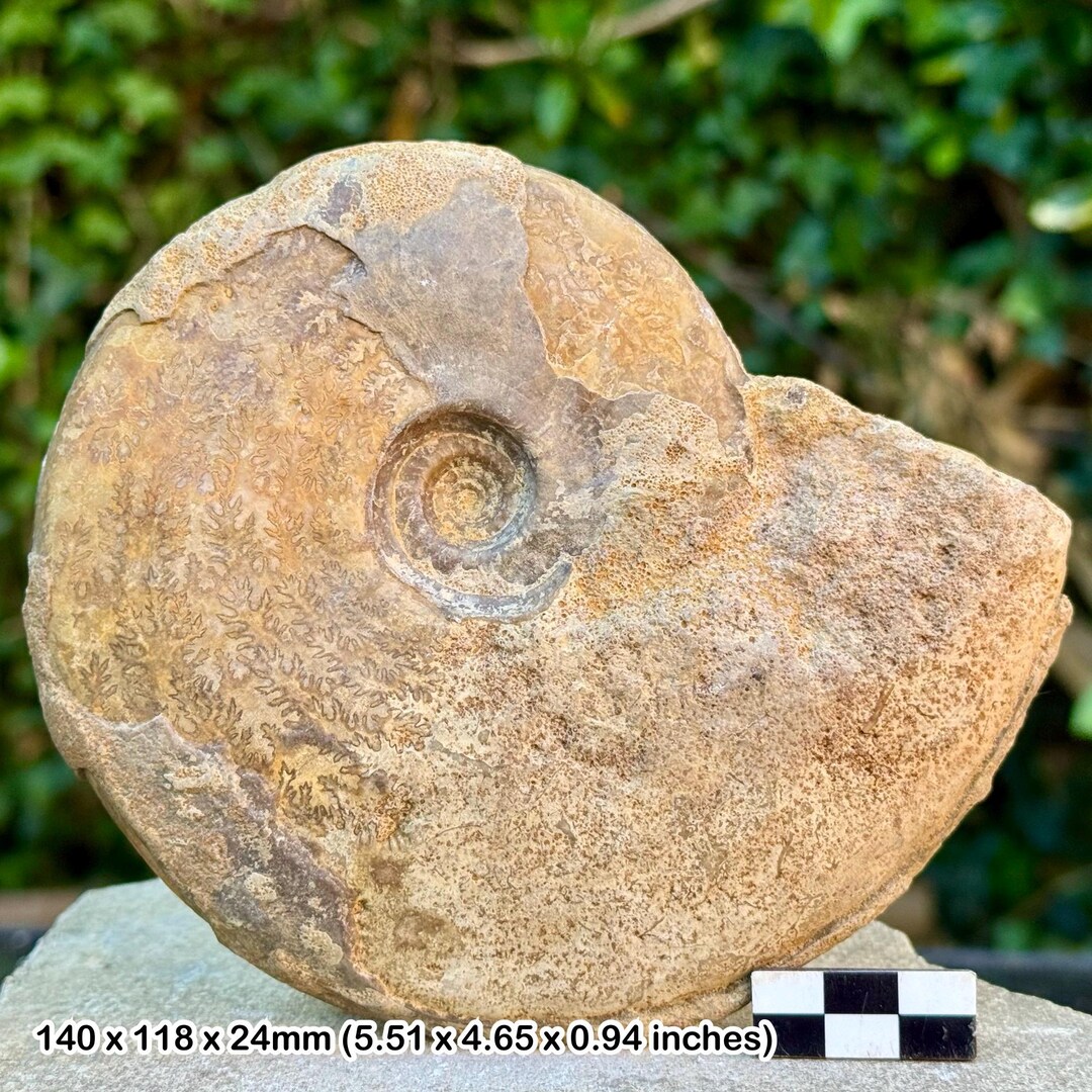 Rare Graphoceras Concavum Fossil – Jurassic Ammonite, Dorset UK - Etsy