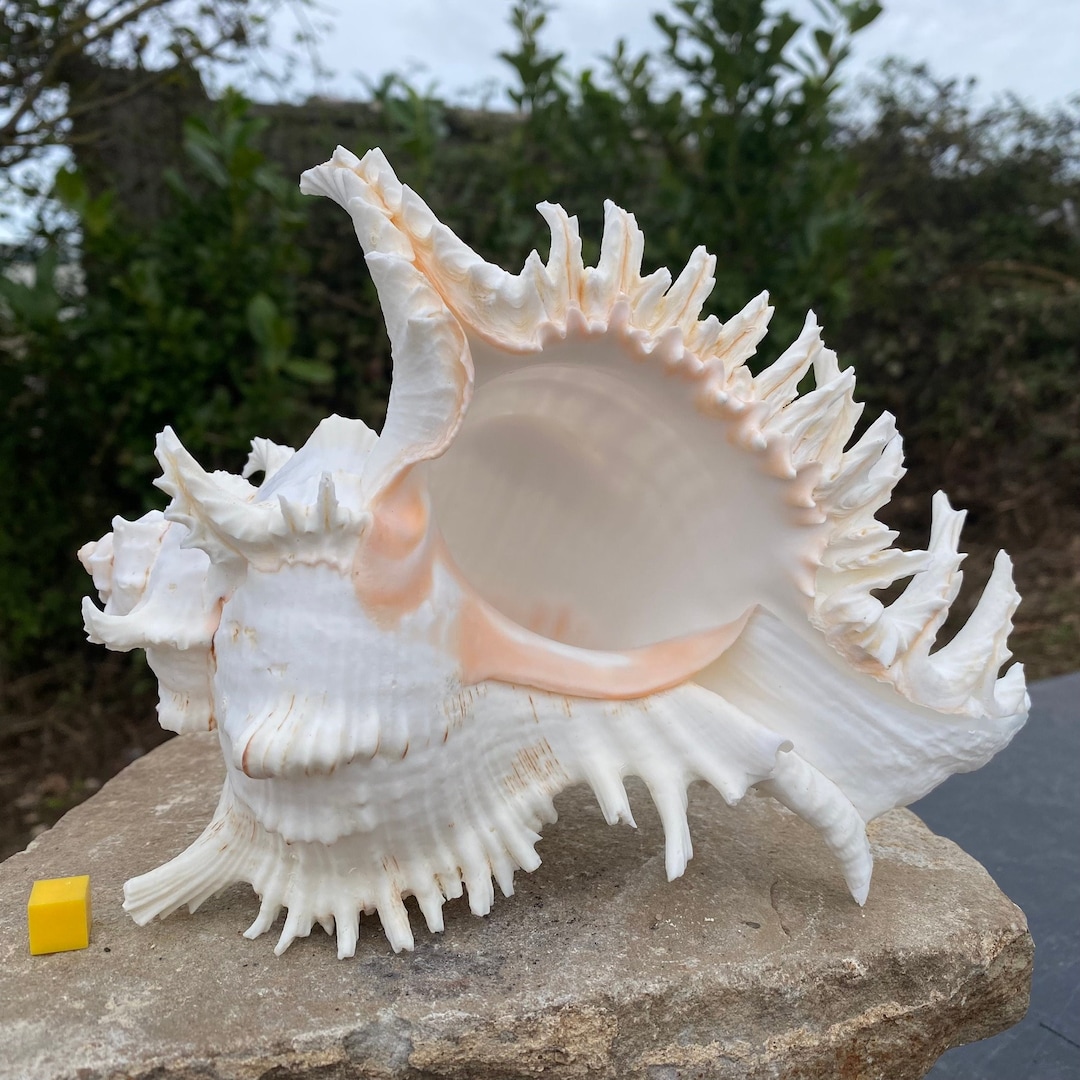 Ancient Greek Murex Natural White Giant Seashell Indo-pacific Oceans ...