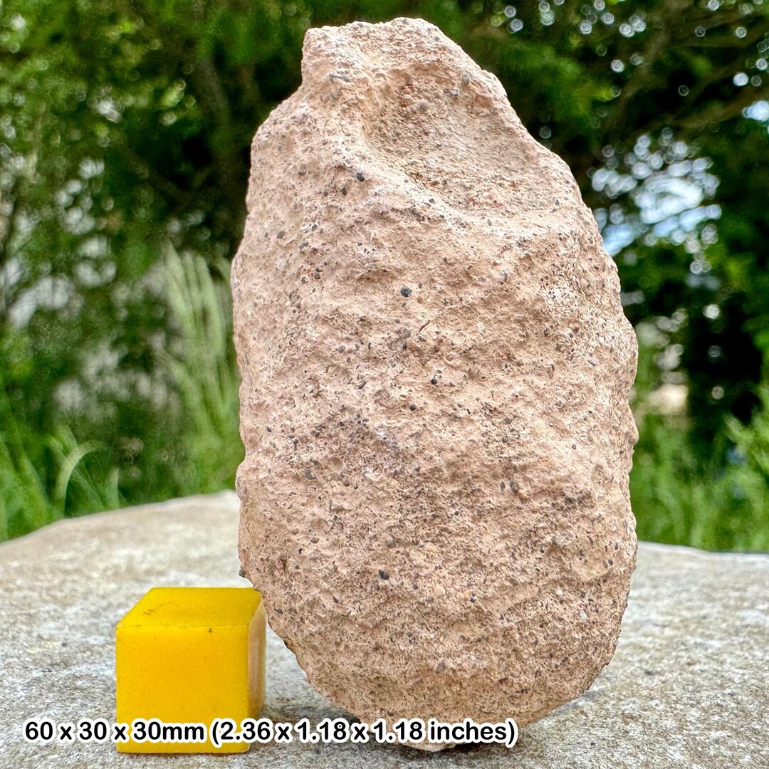 Genuine Fossil Weevil Cocoon Insect Leptopius, Australia - Etsy