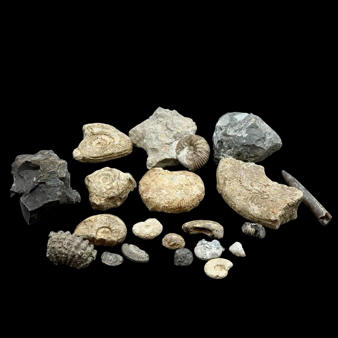 1kg British Fossil Mix X 22 | Jurassic Dorset & Somerset Fossils ...