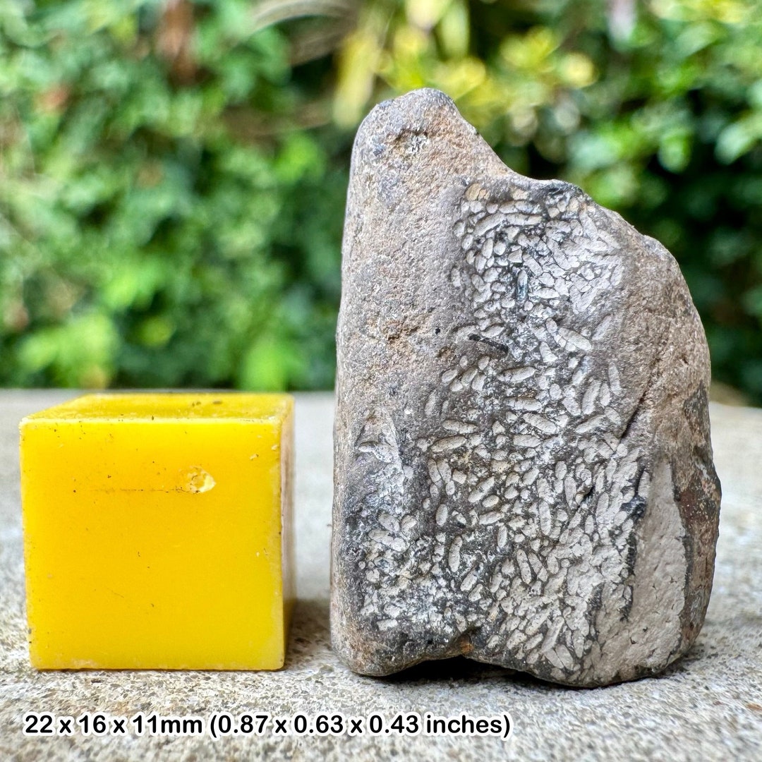 Authentic Chimaeroid Fish Dental Plate Fossil, Gault Clay, UK - Etsy