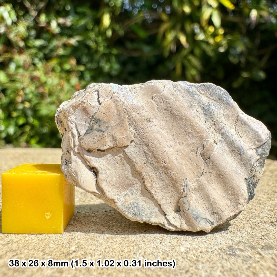 Stunning Iridescent Ammonite Shell Piece Fossil Rainbow Colours ...