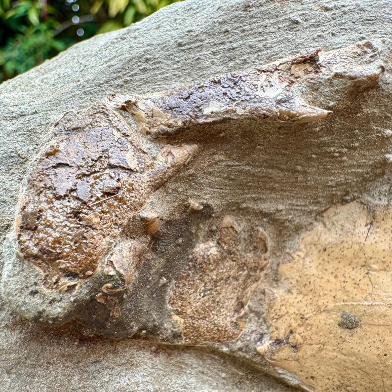 Charybdis Complete Fossil Crab - Miocene Era | Genuine Fossil From ...
