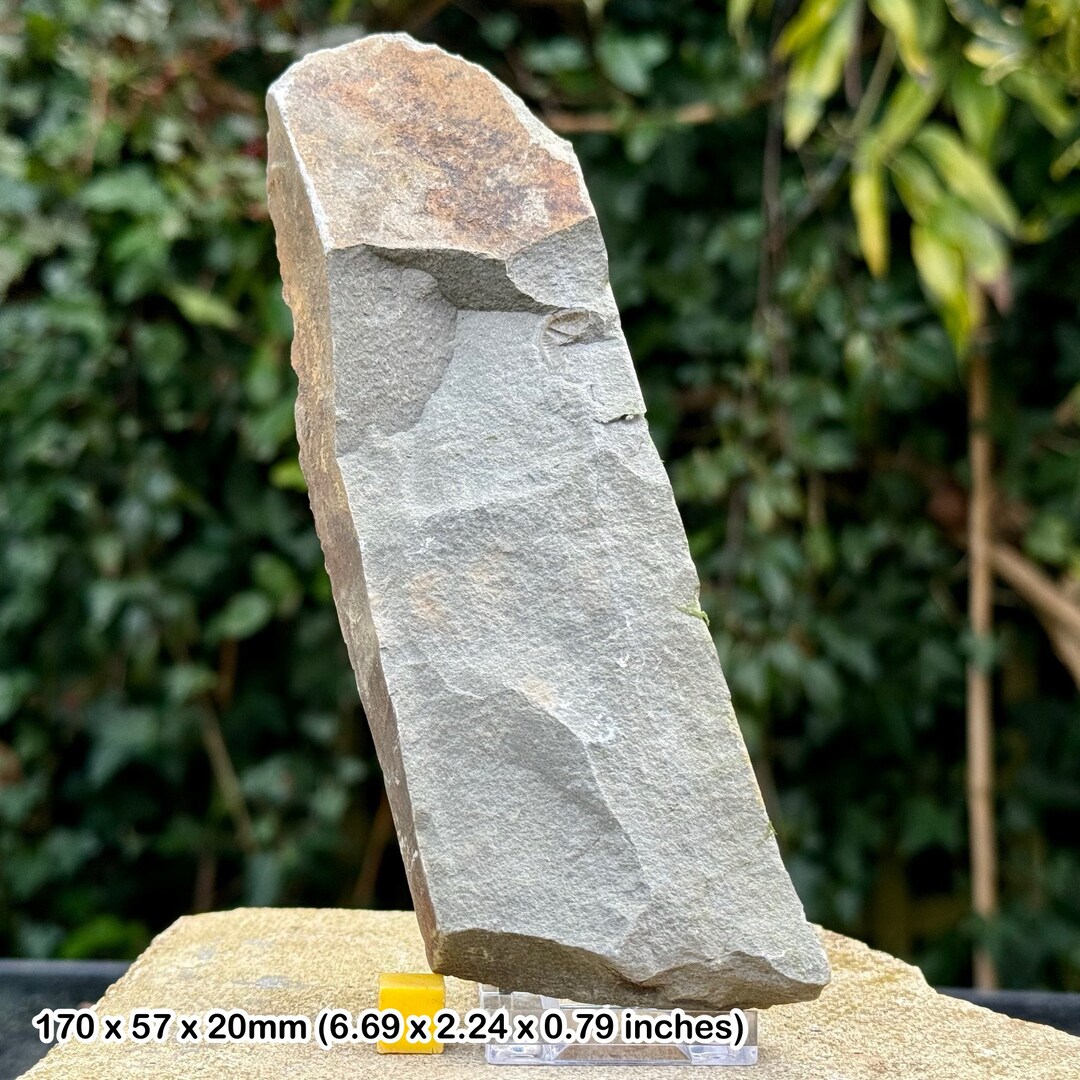 Rare British Trilobite ogyginus Fossil Partial Impression Ordovician ...