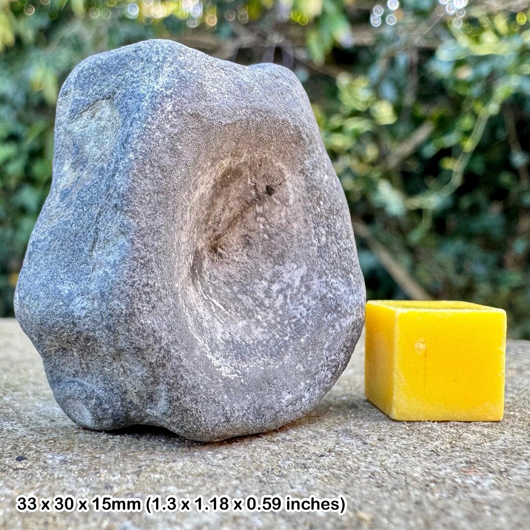 Ichthyosaur Vertebra Bone Fossil – Lower Jurassic, Black Ven Marls ...