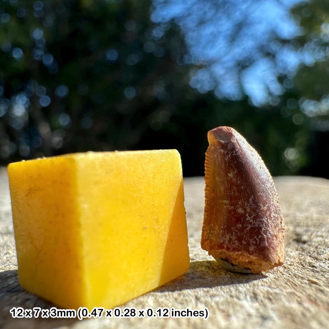Genuine Raptor Dinosaur Tooth (deltadromeus Agilis) Fossil Specimen ...