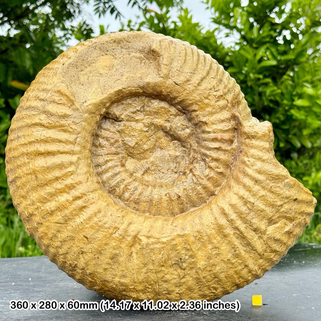 14" Ttanites Giganteus Giant Ammonite Fossil - Jurassic Portland Stone ...