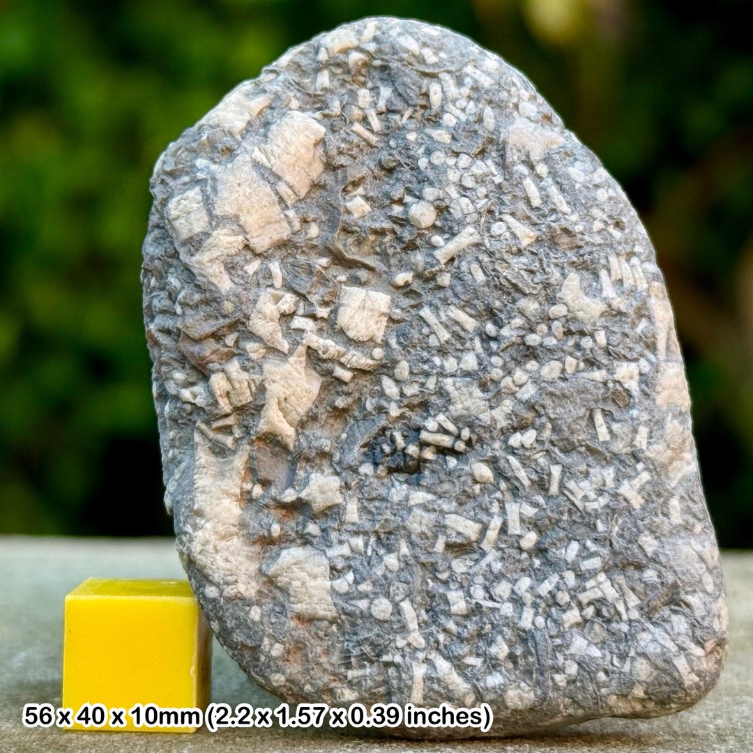 Rare Crinoid Star Slab sea Lily Fossil Belemnite Marls, Lower Lias ...