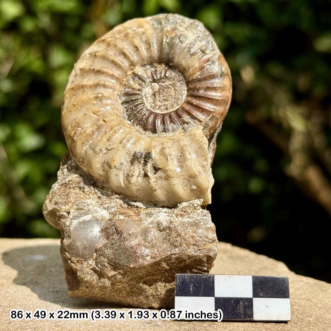 Rare Aegasteroceras Sagittarium Ammonite Fossil – Lower Jurassic ...