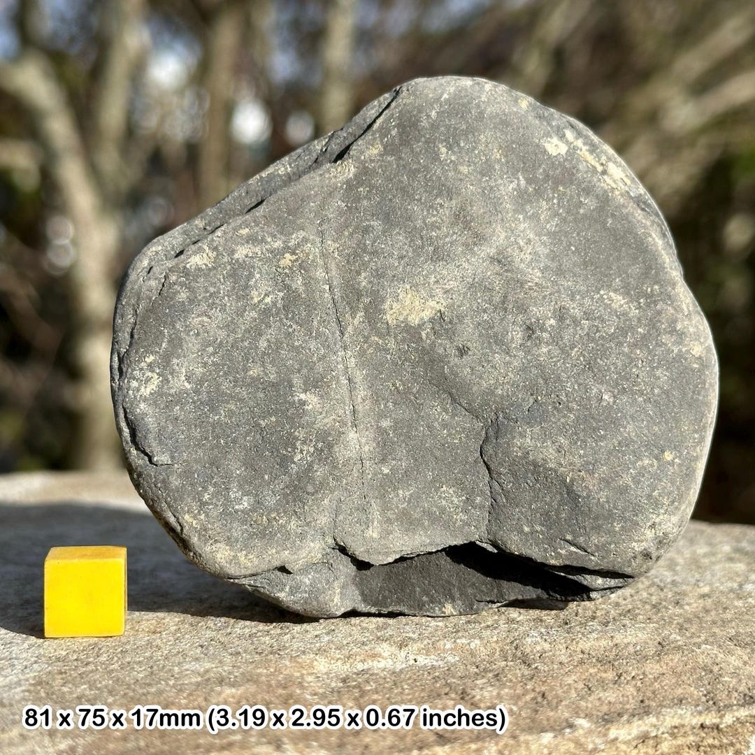 Authentic Uk Oil Shale Rock Sample Fracking Exploration Geology ...