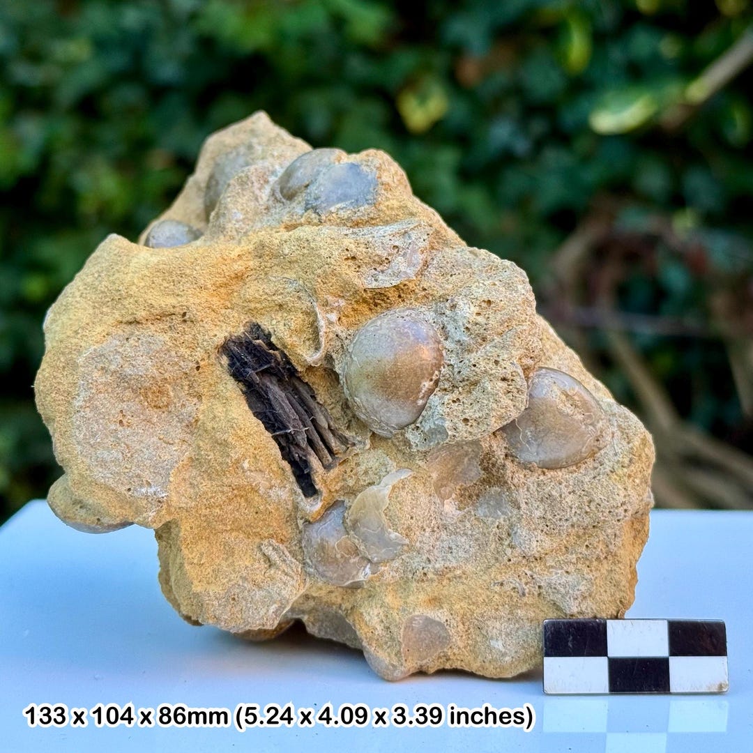 Brachiopod Fossil Limestone Block Clypeus Grit Salperton Limestone ...