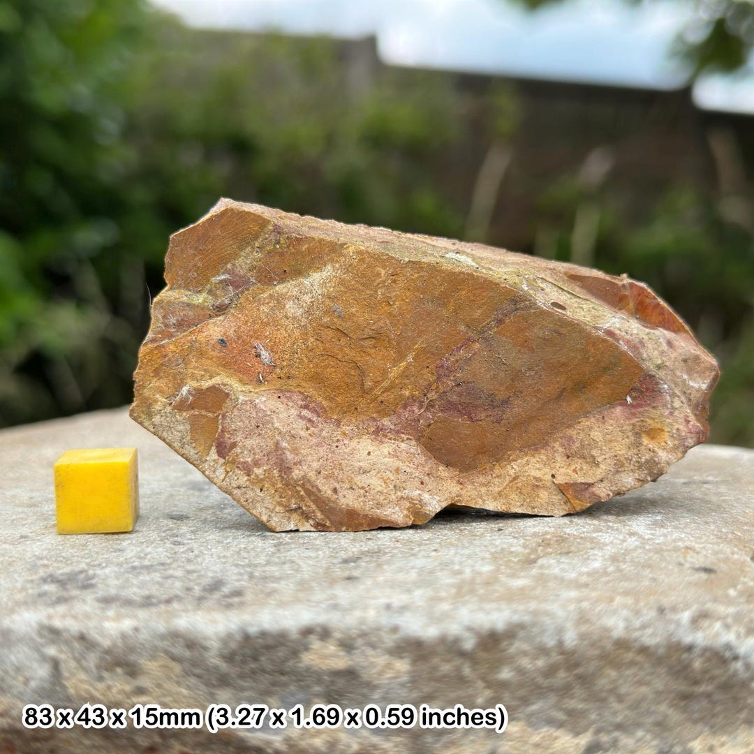 Rare Glossopteris Fossil Leaf From Australia – Permian Period Seed Fern ...