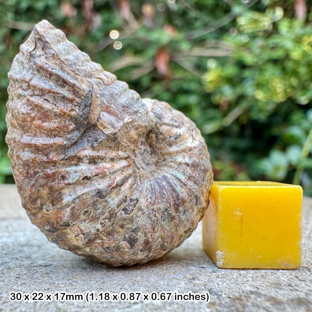 Very Rare Heteromorph Ammonite Scaphites Clioscaphites Montanai ...