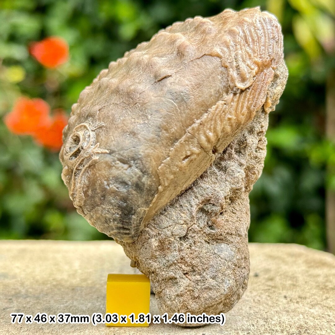 Trigonia Bivalve Fossil Kimmeridge Clay, Jurassic, Uk 100% Genuine W ...